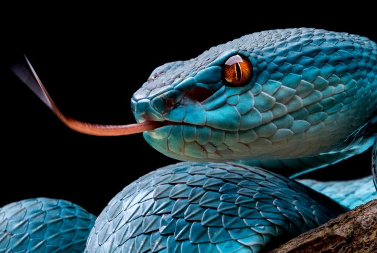 Cobras Pre Historicas Pesquisadores Da USP De Ribeirão Descobrem