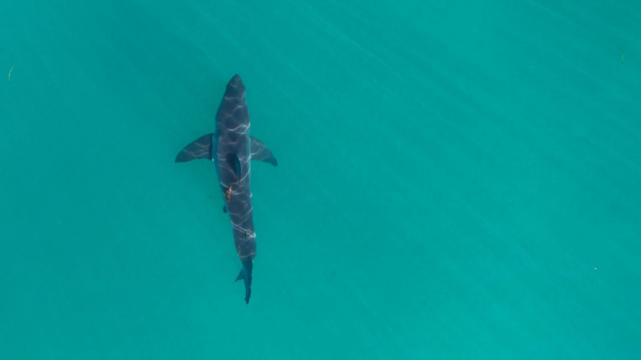 Evolucao Do Tubarao Faminto SHARKJIRA COME!!! Evolução Do Tubarão