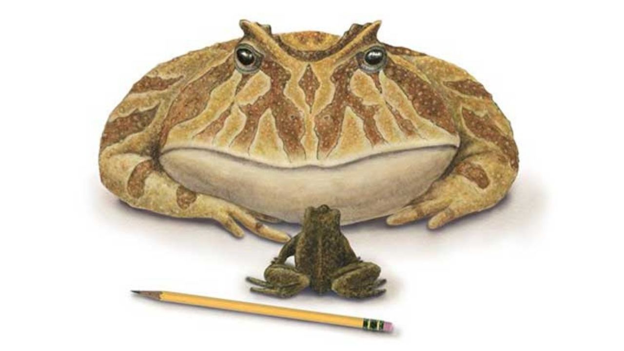 Sapo Gigante Do Pacman VENDIDO Sapo Pacman (Ceratophrys Cranwelli)