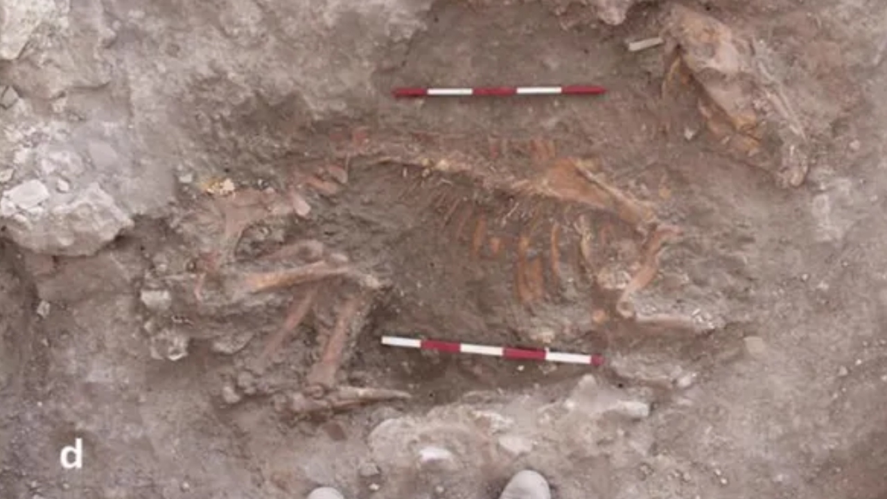 'Burro sacrificial' decapitado de quase 5.000 anos é descoberto em ...