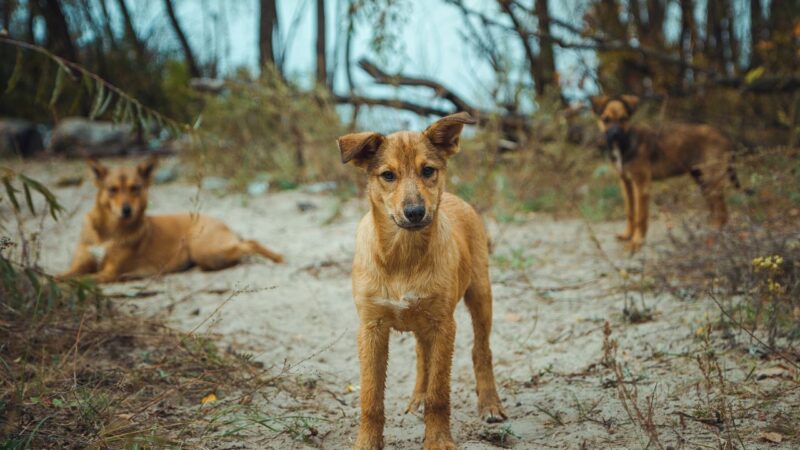 Cães de Chernobyl desenvolvem imunidade ao câncer após 40 anos em área ...
