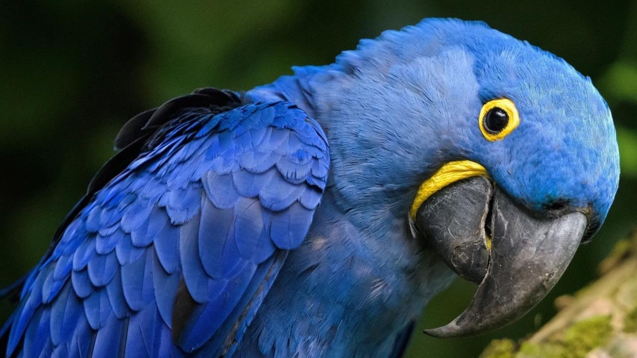 Sob risco de extinção, araras-azuis voltam a voar na Caatinga ...