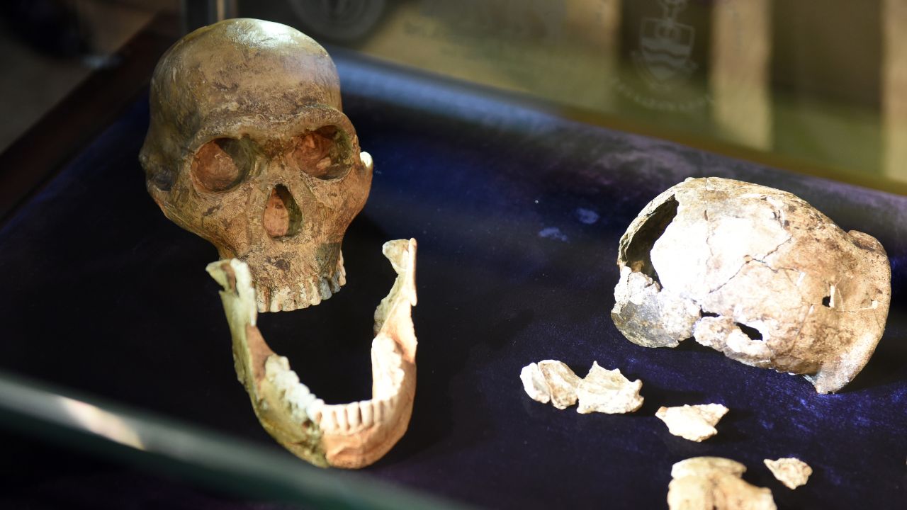 Homo Naledi: estudo questiona práticas funerárias da espécie ...