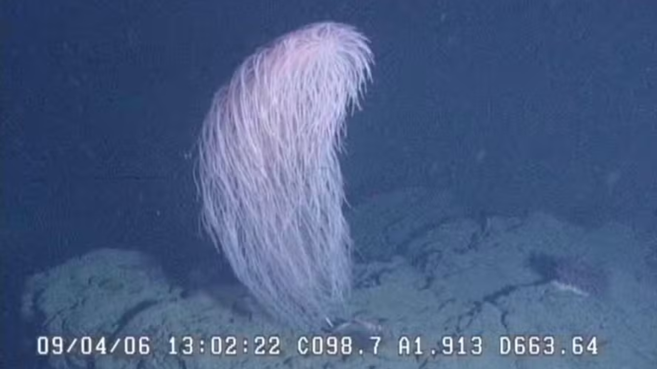 Coral Chewbacca? Nova espécie de coral recebe nome de personagem de ...