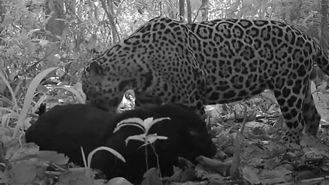 Onça preta rara é vista acasalando na Amazônia em registro inédito ...