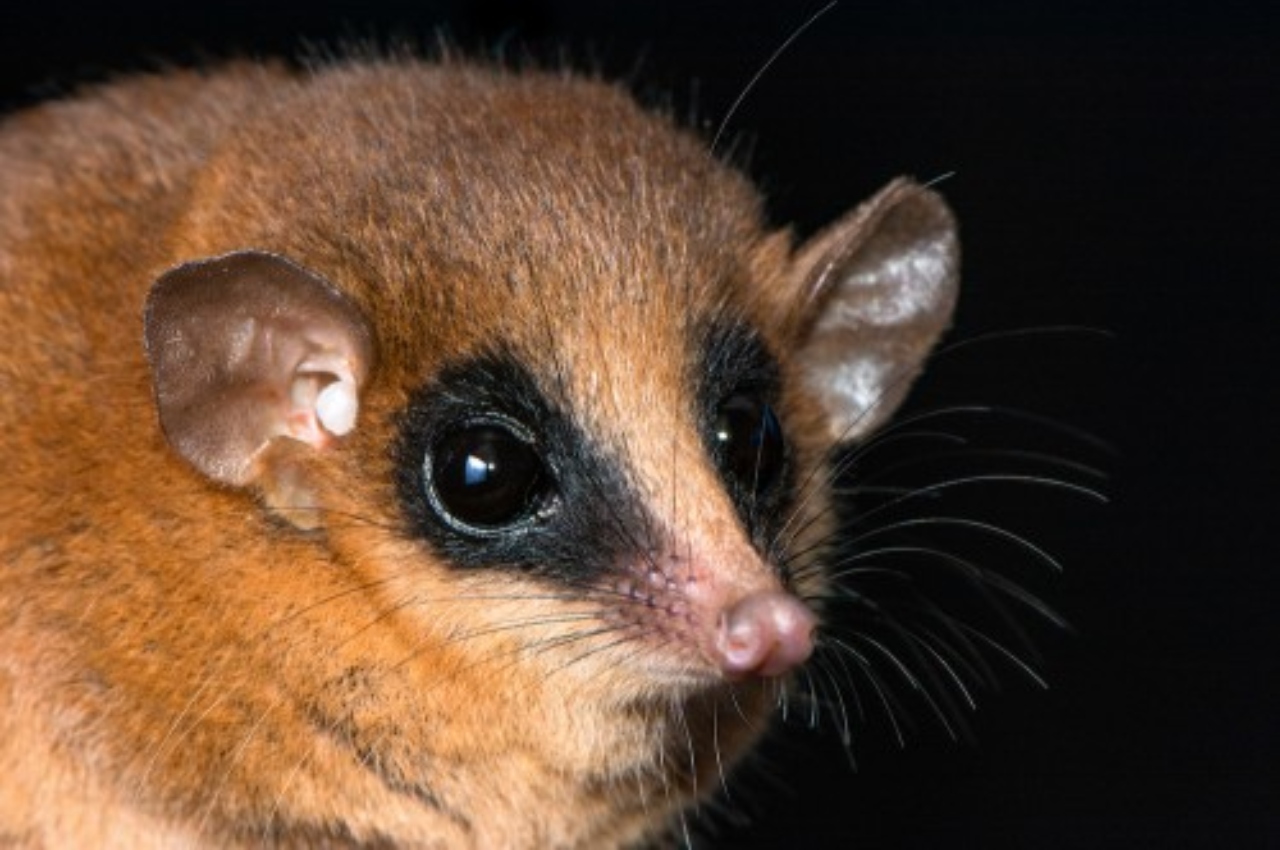 Nova espécie de marsupial é encontrado em floresta no Peru - Aventuras ...