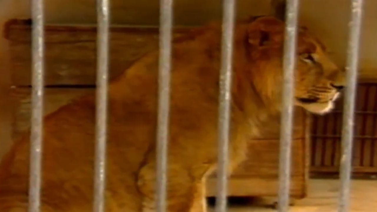 A trágica história do leão criado como cachorro em Goiânia - Aventuras ...
