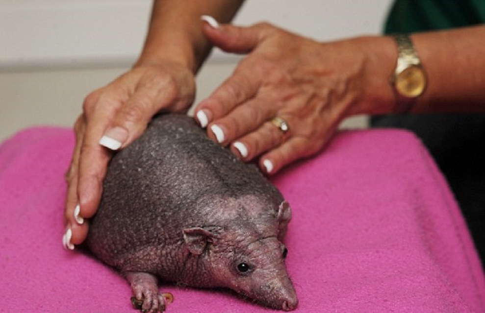 Porco Mais Feio Do Mundo O Maior Porco Do Mundo Tem Um Peso