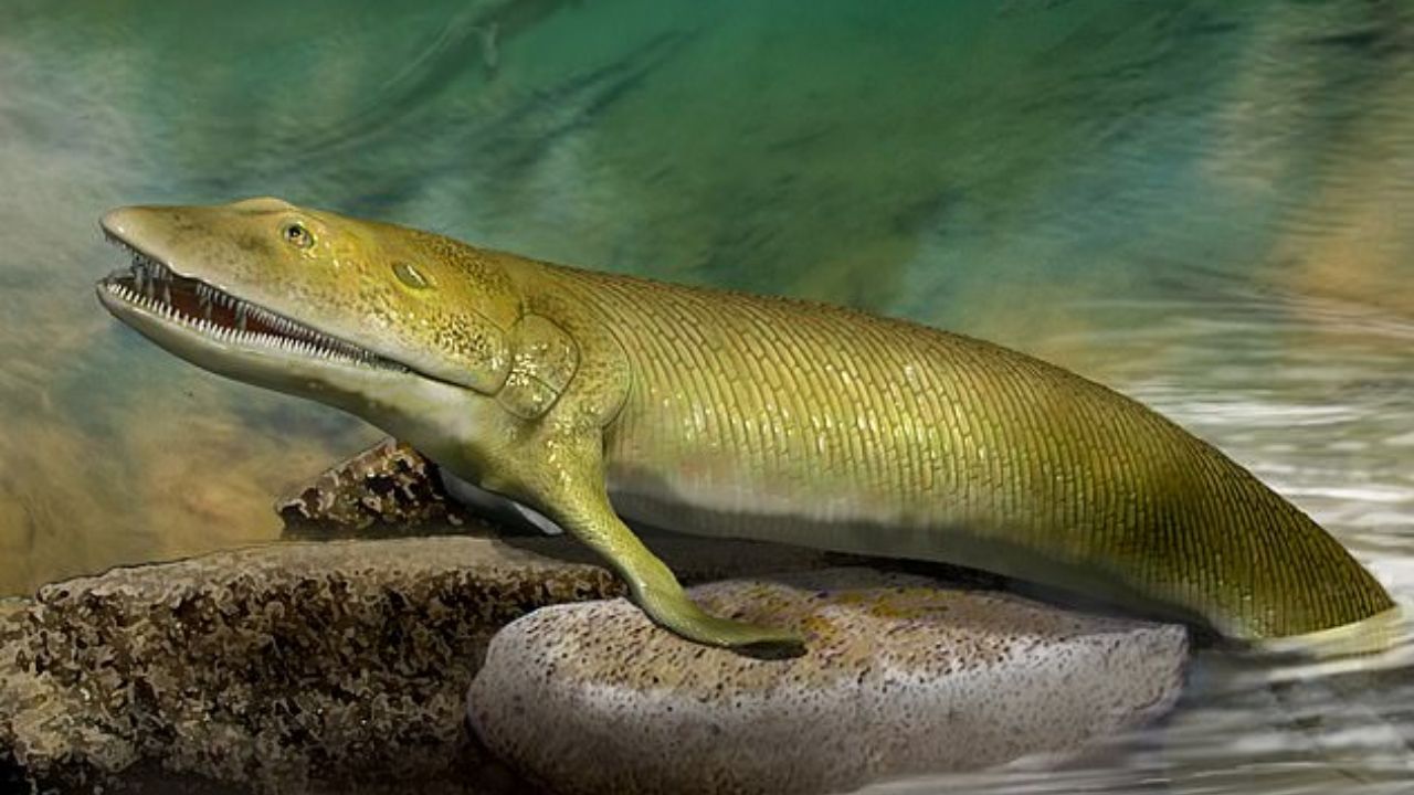 Peixe pré-histórico descoberto é “elo perdido” para entender a evolução ...