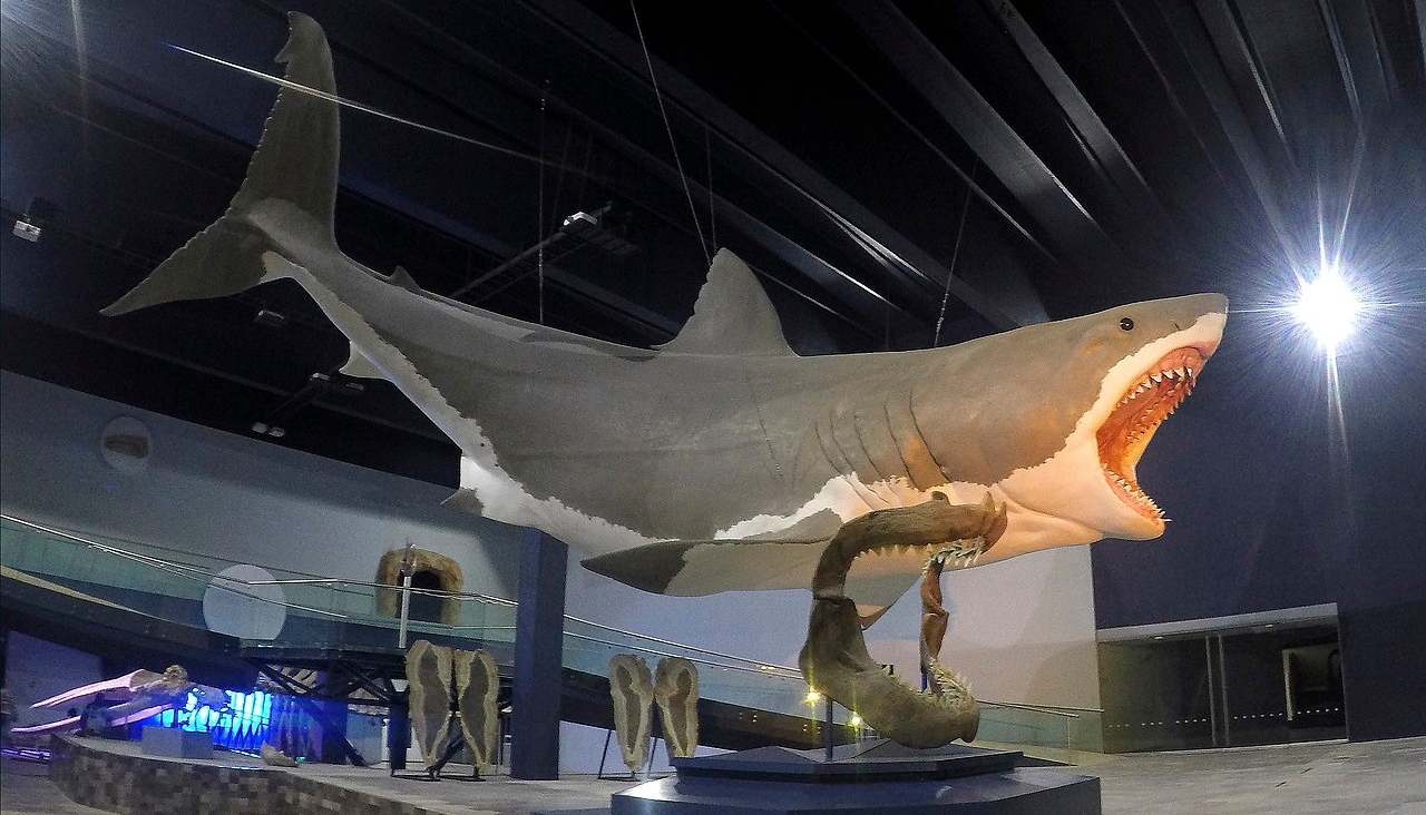 Megalodon: Conheça o maior tubarão que já nadou nos oceanos - Aventuras ...