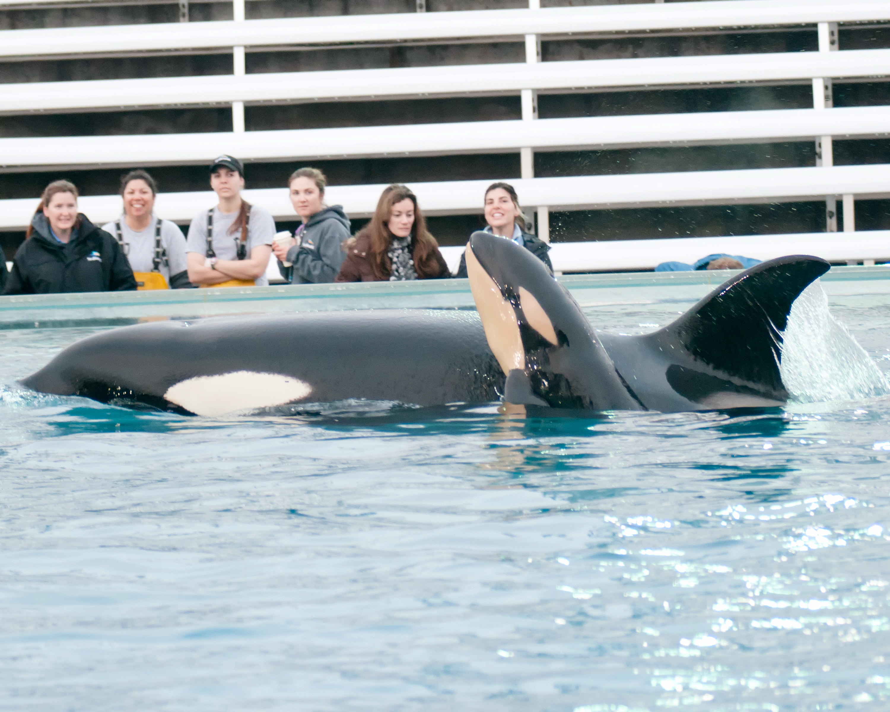 Vida no tanque: a não tão conhecida saga da orca matriarca Kasatka ...