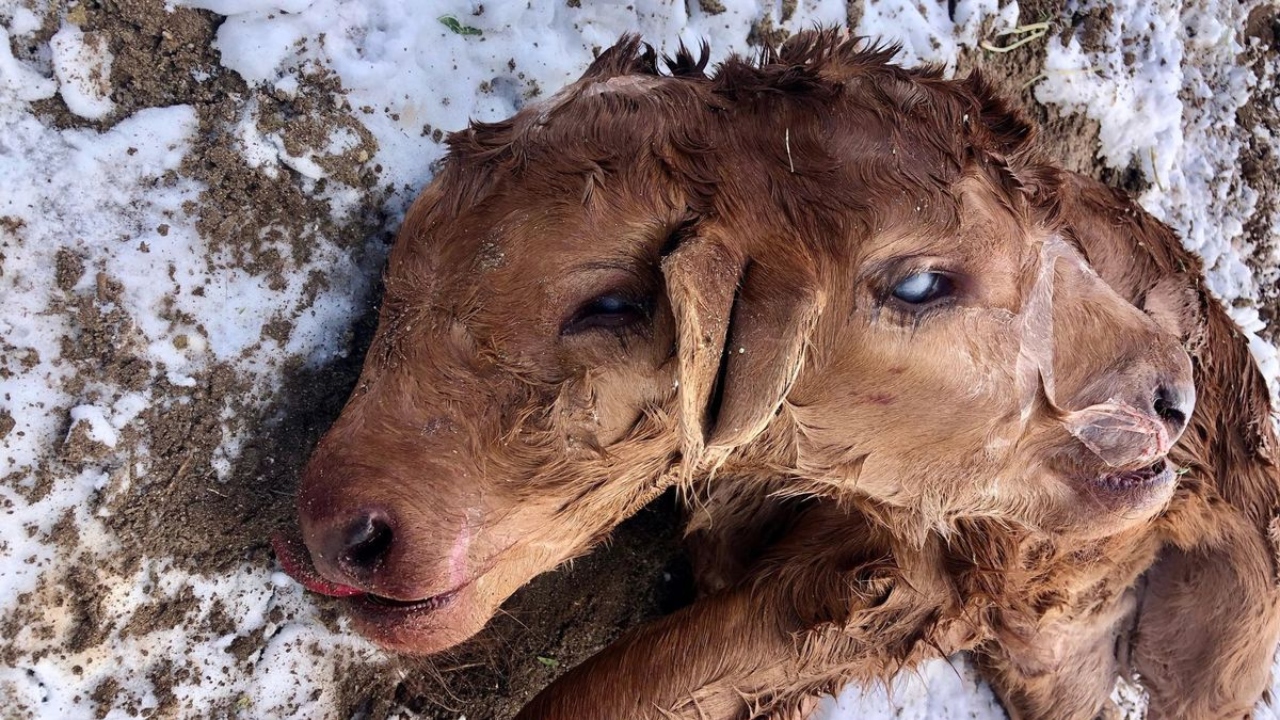 Bezerro nasce com duas cabeças e choca fazendeira: 'Nunca tivemos um ...