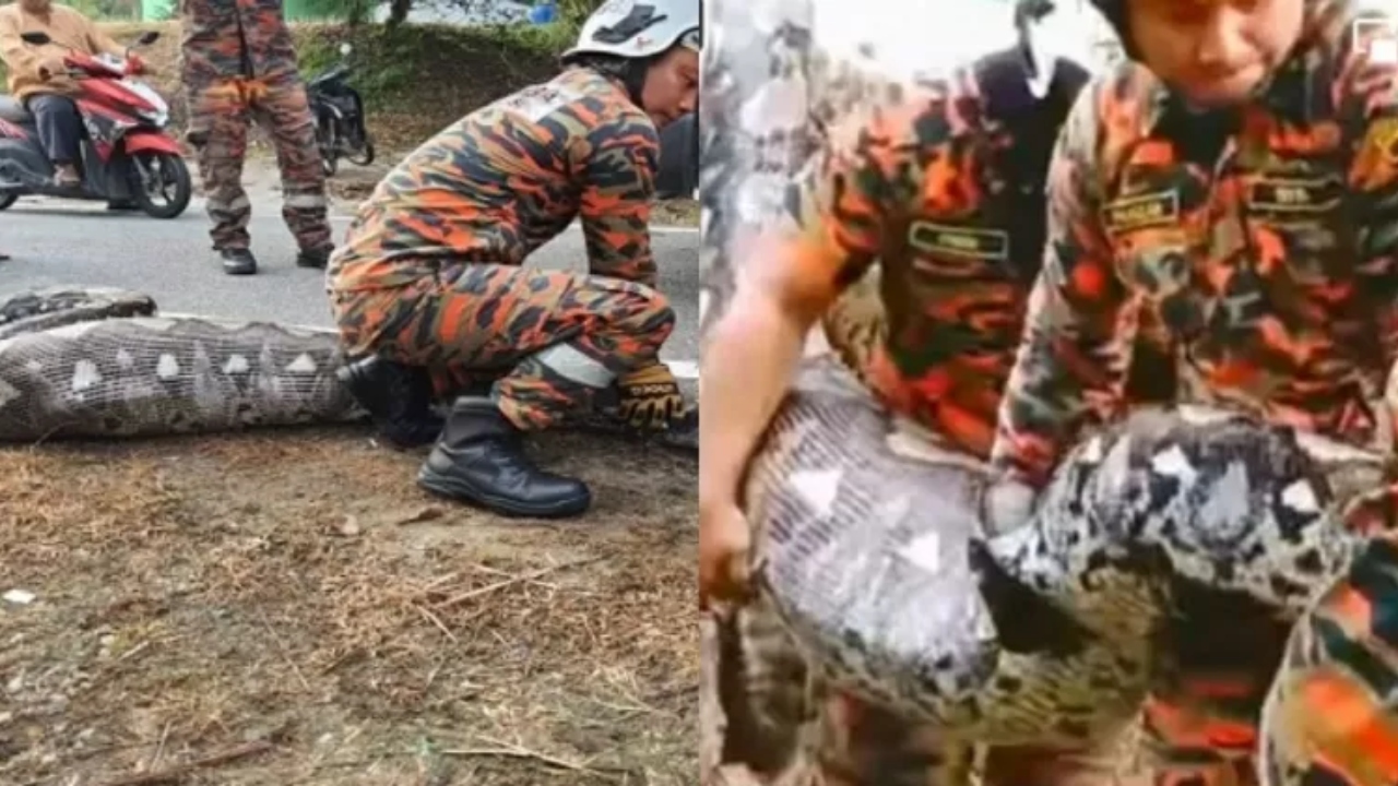 Cobra de 80kg e 6m é capturada após engolir cabra, na Malásia ...