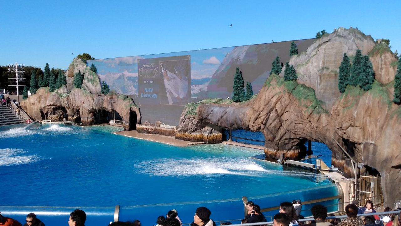 Corky: a orca que vive em cativeiro há mais de 50 anos - Aventuras na ...