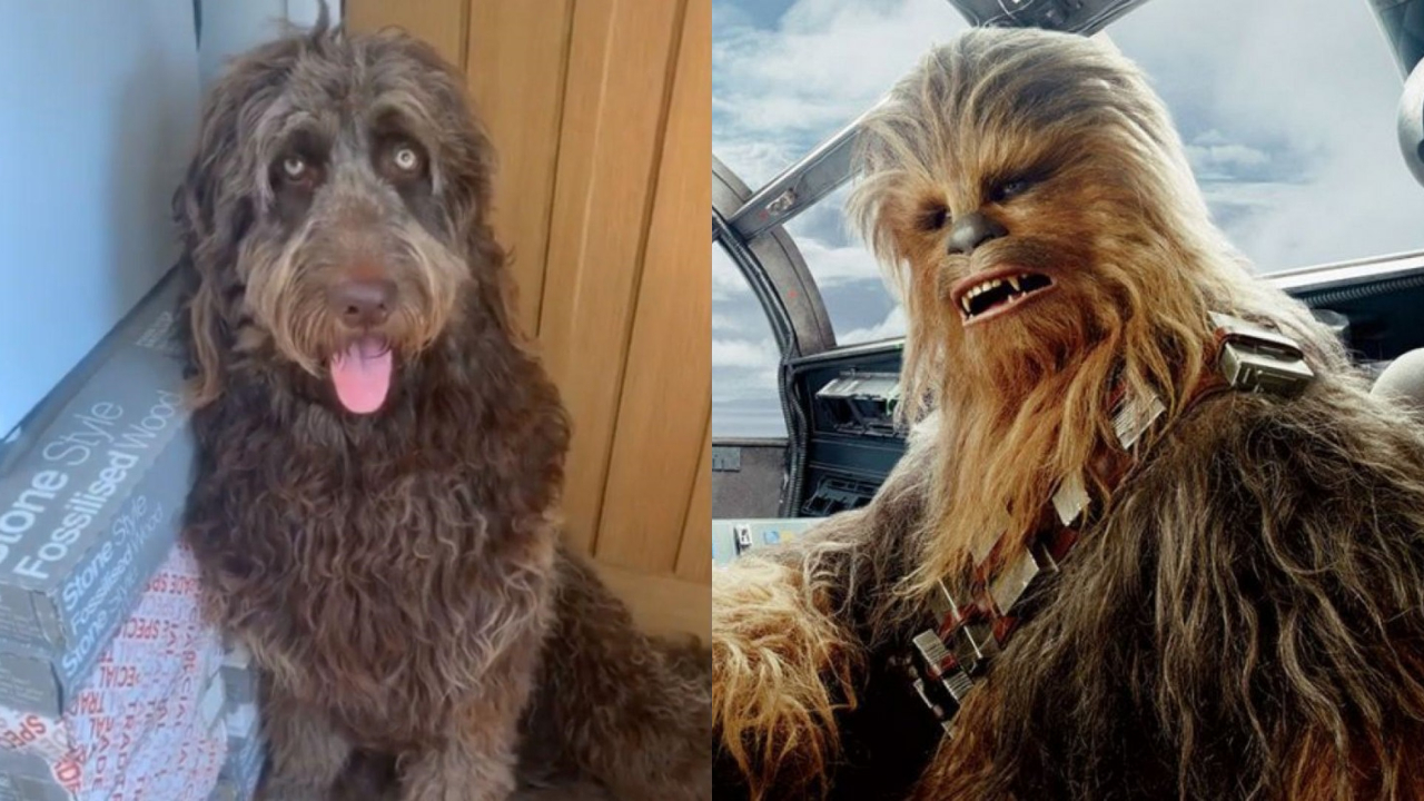 Cachorro impressiona por similaridade com Chewbacca; confira a foto ...