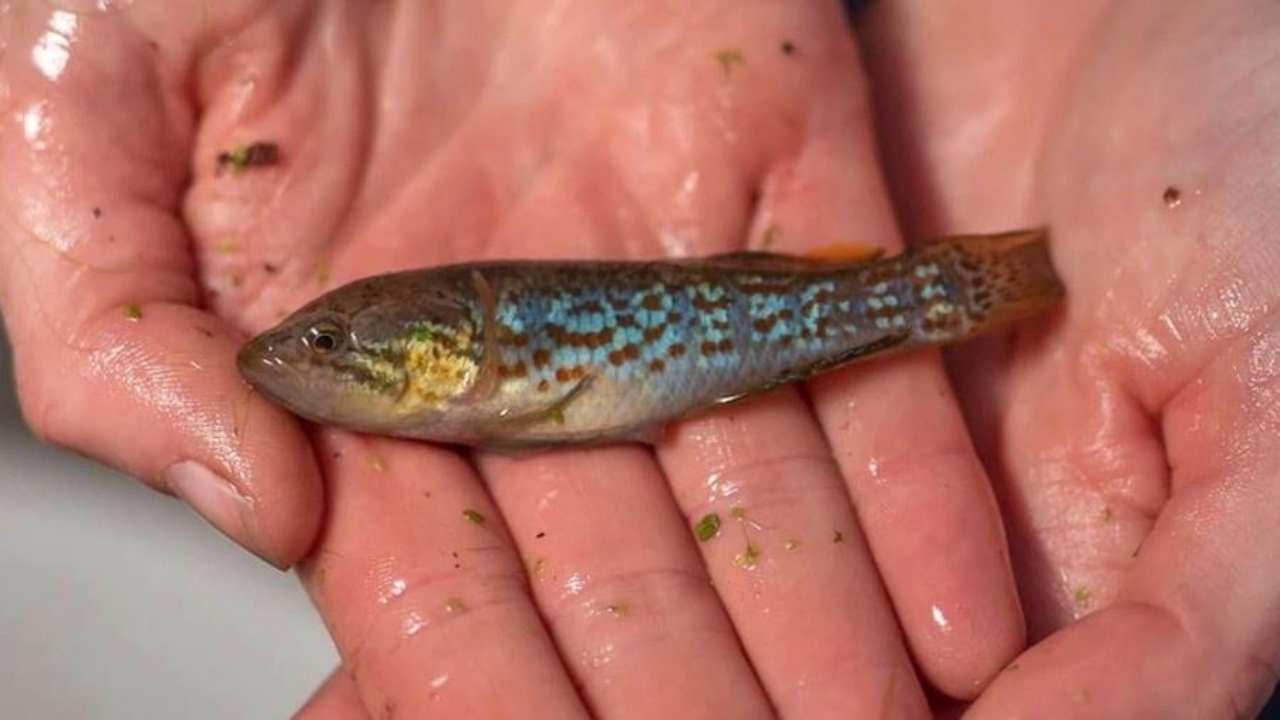 Biólogos reintroduzem peixe-zumbi na natureza após 24 anos - Aventuras ...
