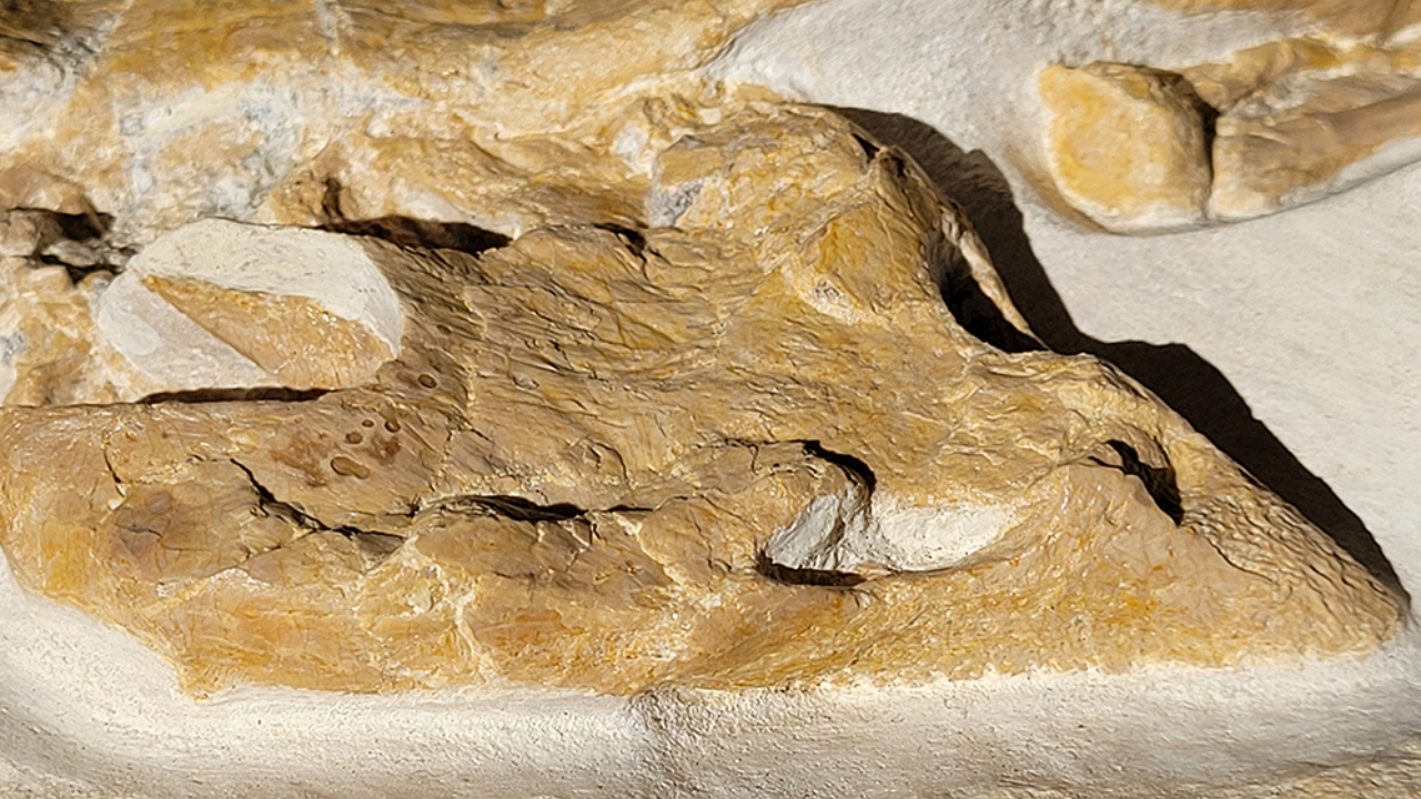 Fóssil de tartaruga de 150 milhões de anos é encontrado na Alemanha ...