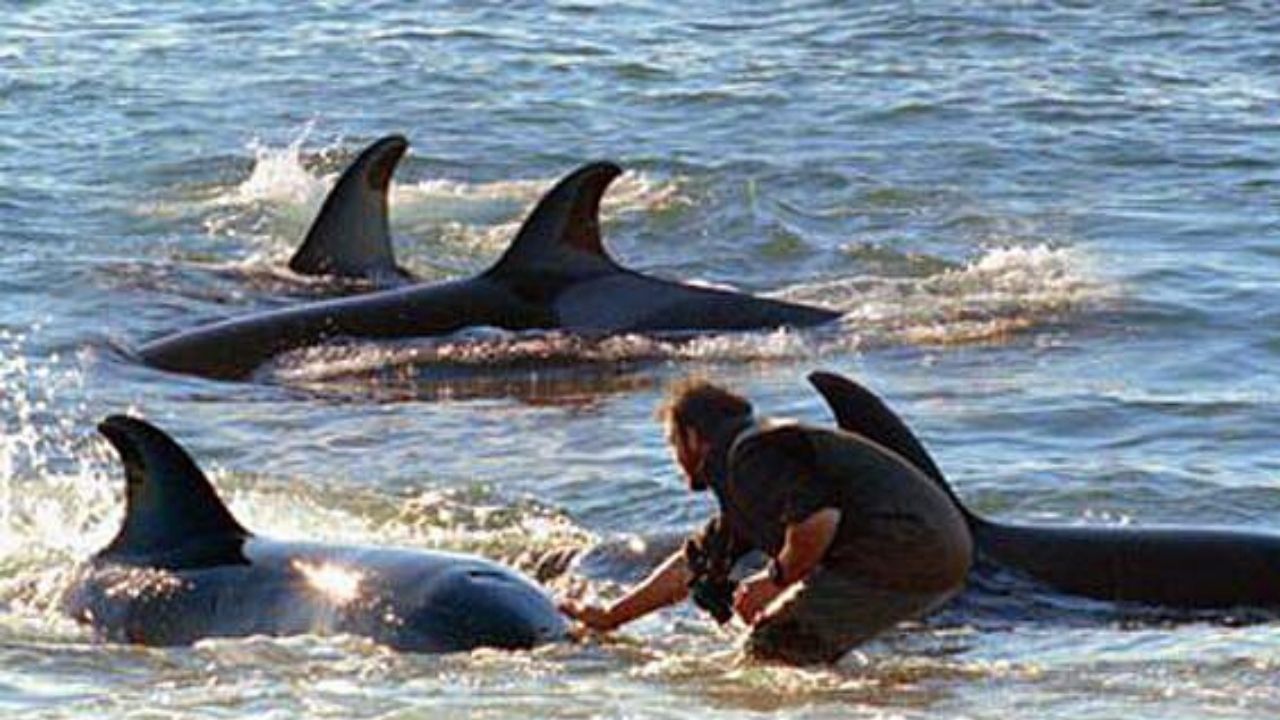 A saga de Roberto Bubas, o encantador de orcas - Aventuras na História