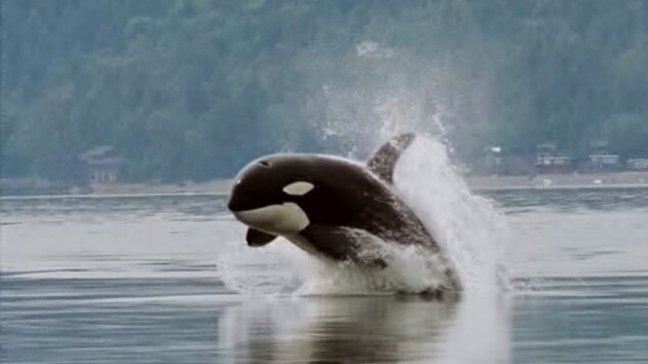 A saga de Roberto Bubas, o encantador de orcas - Aventuras na História
