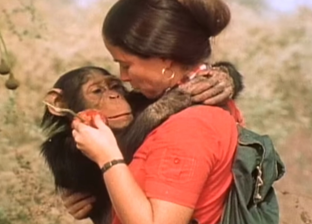 A saga de Lucy, a chimpanzé criada como humana - Aventuras na História