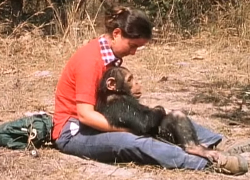 A saga de Lucy, a chimpanzé criada como humana - Aventuras na História