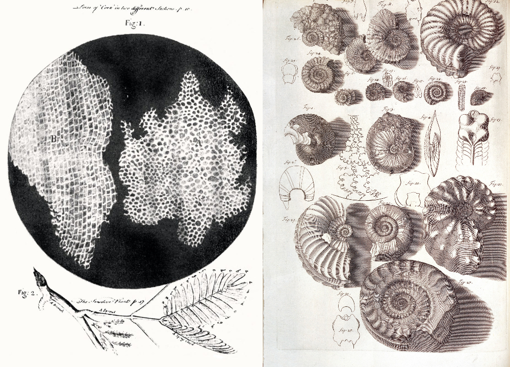 Os bastidores do desaparecimento da pintura de Robert Hooke - Aventuras ...