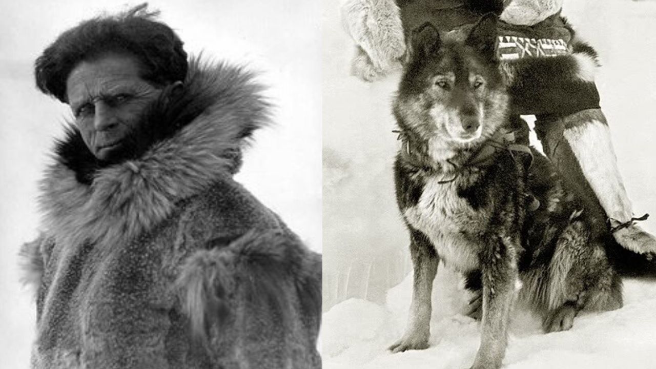 Togo e Balto: os cachorros que impediram uma pequena vila de ser ...