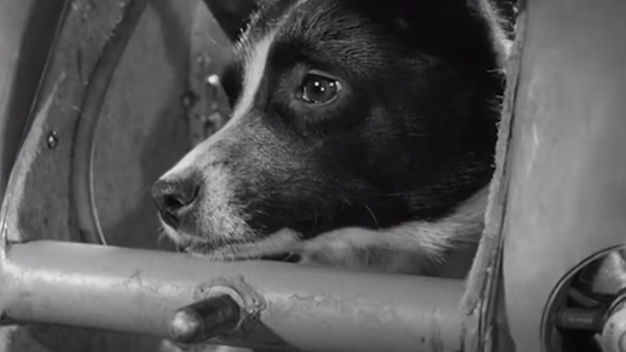 Retirada das ruas e levada para morte no espaço: a triste saga de Laika ...